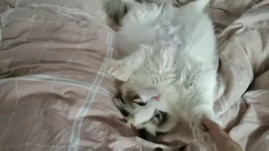 一个爱你的猫会是怎样的表现