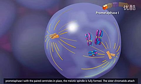 3D动画展现细胞的减数分裂