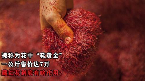 被称为花中"软黄金",一公斤高达7万,藏红花到底有啥作用?