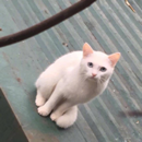 可爱一个小豆包 