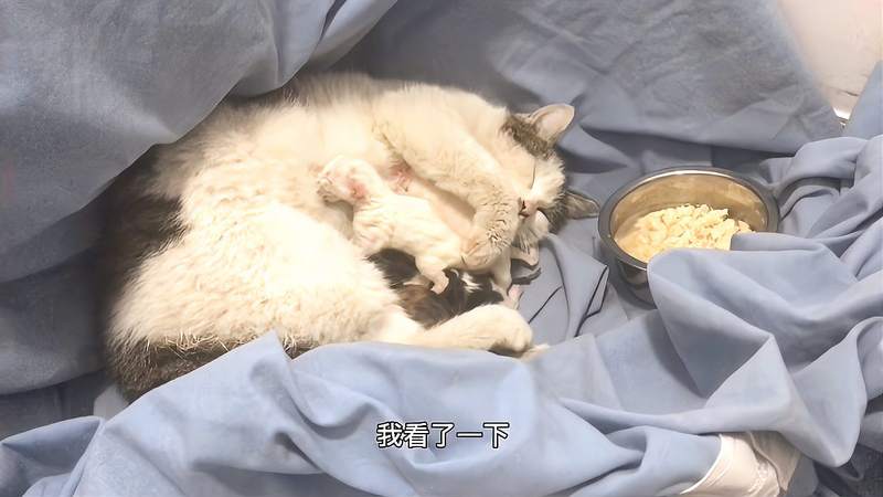 猫妈妈生了,很乖很信任人,它有5只宝宝呢