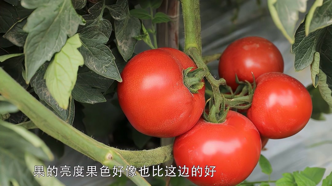 番茄转色快的种植小技巧