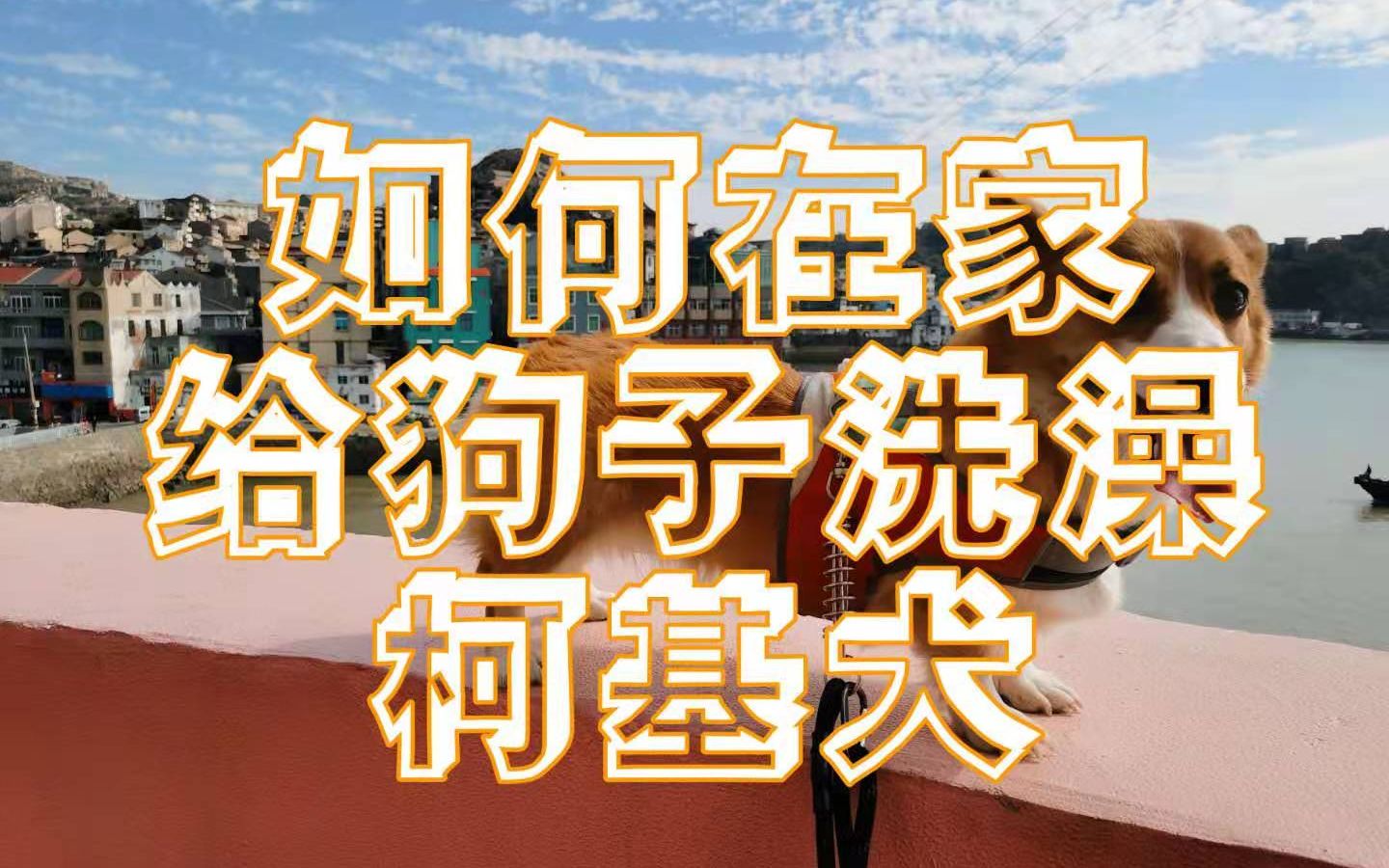 【小飞象突击队】如何在家给一只柯基洗澡