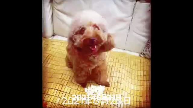 #宠物善终服务 #宠物葬礼 #宠物殡葬 #宠物殡葬 #宠物礼仪