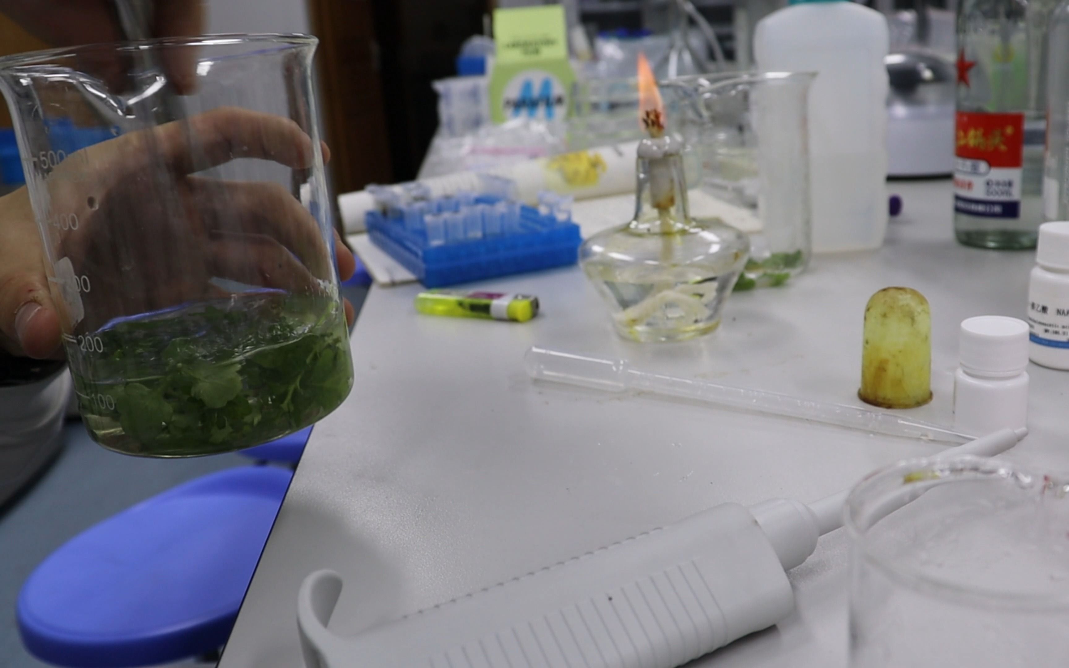 离体组织培养——无锡一中高一实验记录