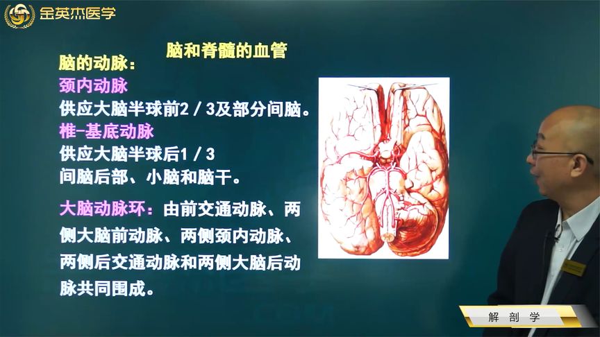 临床知识01解剖学09神经系统06脑和脊髓的血管的组成和功能特点