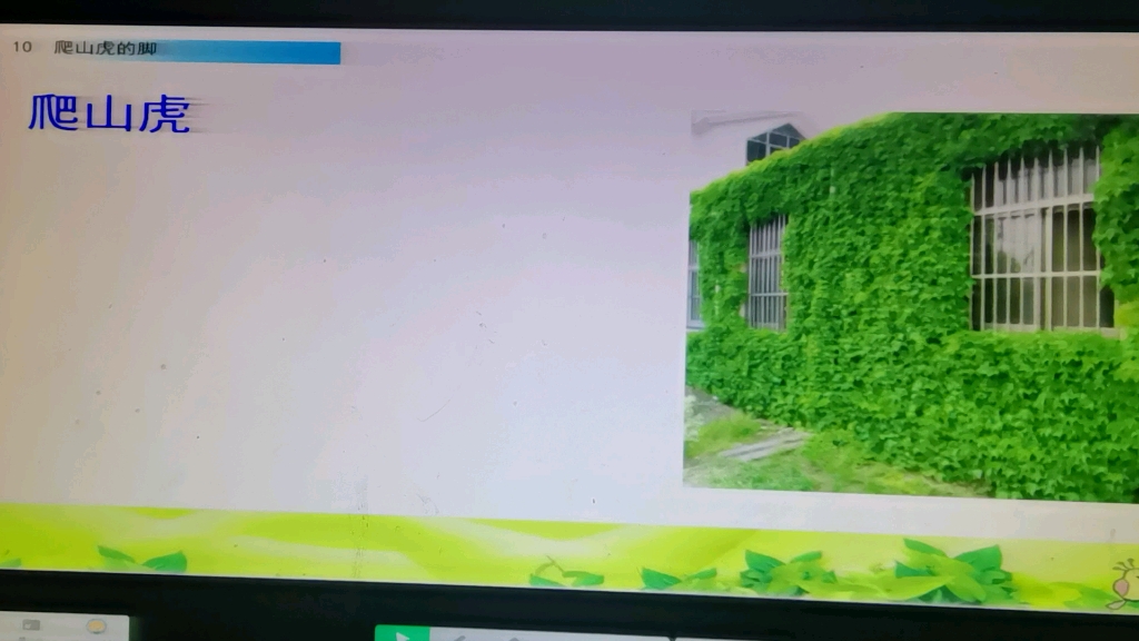 《爬山虎的脚》第一课时