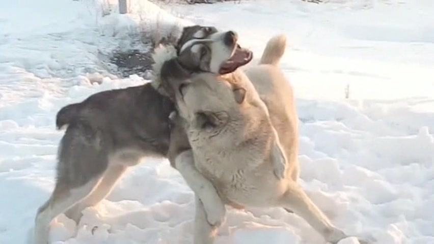 雪地上的狗王中亚牧羊犬之间的凶猛打斗,场面十分得精彩