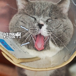 阿霓姐姐 