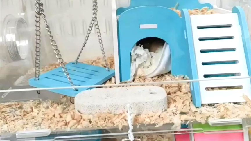 仓鼠灰灰和贝贝的房子到了,再也不用在狭小的纸箱了