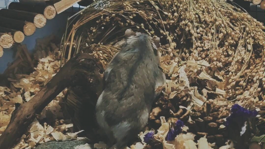 【仓鼠】一只小仓猪的观察日记