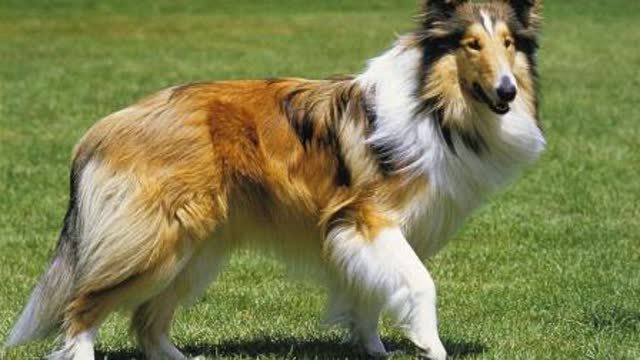 霸气中亚牧羊犬,敢与狼群搏斗的狗狗,堪称牧民的守护者
