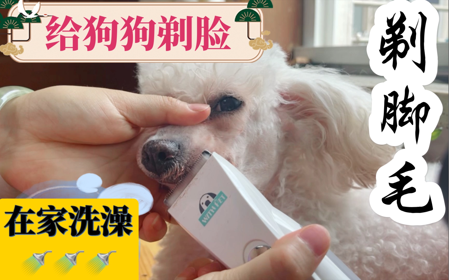 在家给狗狗洗澡,剃脸(贵宾脸)剃脚毛(贵宾脚)人工费越来越贵,养宠物...