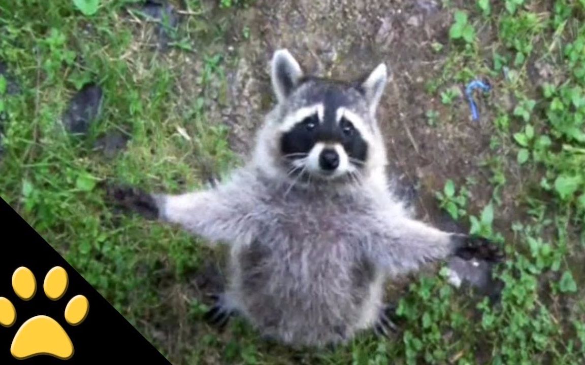 有种看了你别笑!你能忍到第几关?浣熊搞笑大合集!@油兔不二字幕组