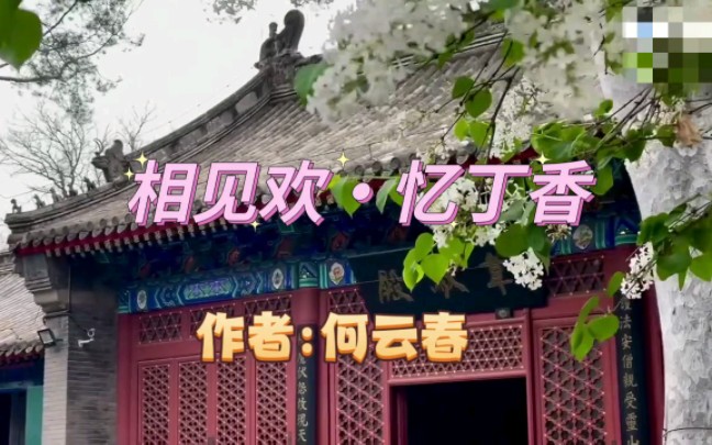 何云春先生作品《相见欢•忆丁香》朗诵:戚莉