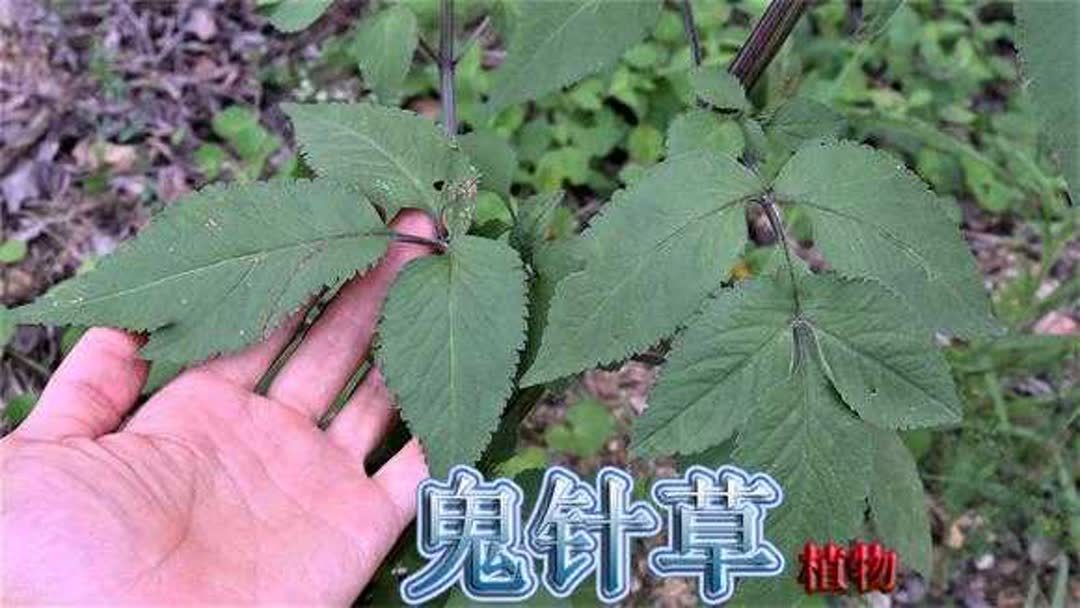 农村常见植物“鬼针草”,别名“粘人草”,一起认识与了解它