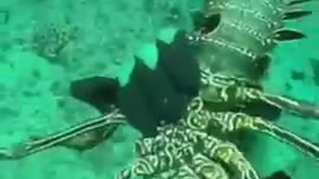 海底世界短视频