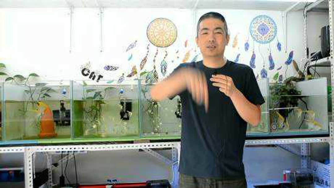 水妖精可以吸附水中的杂质,培养硝化细菌,净化水质,增加溶氧量