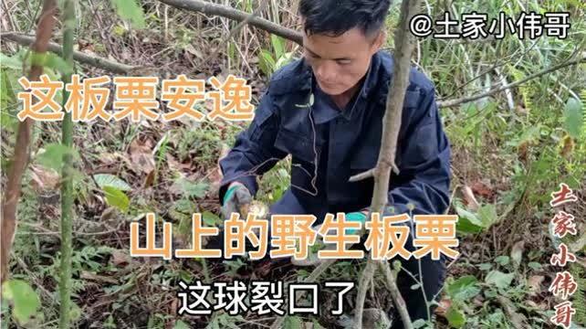农村小伟上山打了满满一背板栗,一到家就想到爸爸,先给爸爸尝尝