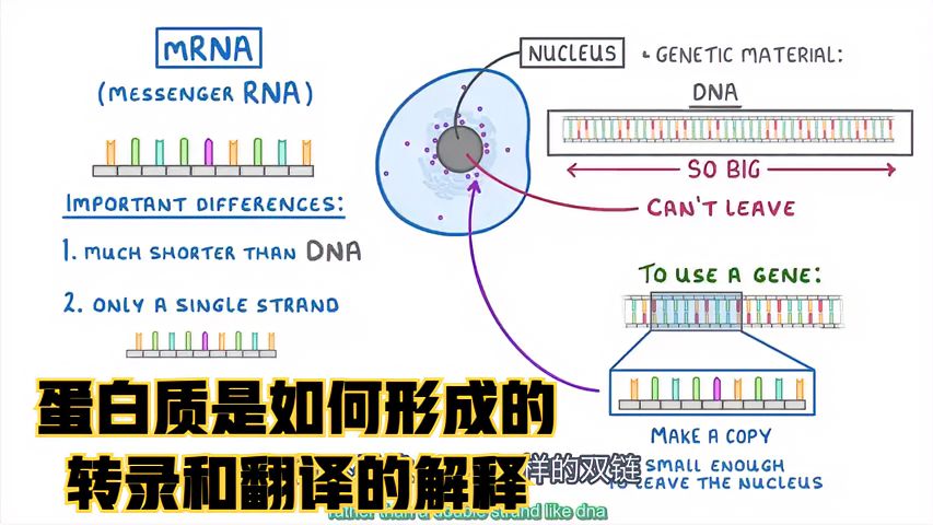 蛋白质是如何形成的--转录和翻译的解释