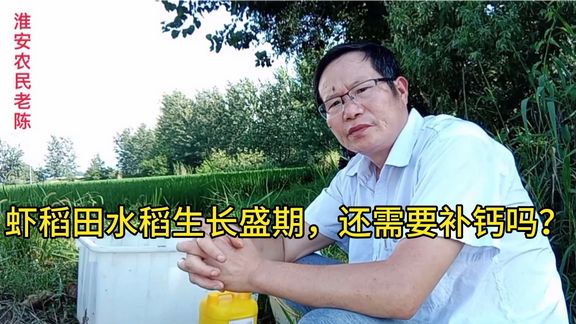 虾稻田水稻生长盛期要不要再补钙?搞清钙与稻关系,再无疑问!