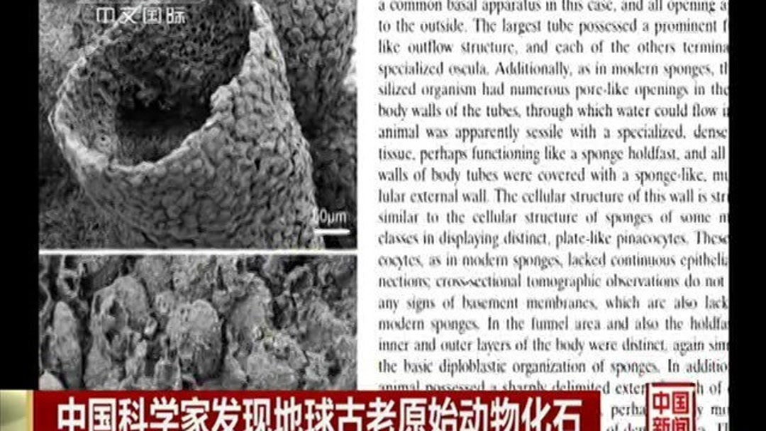 中国科学家发现地球古老原始动物化石-20150311中国新闻-凤凰视频-...