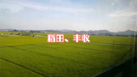 一望无际的稻田,风景美如画,丰收的喜悦在路上