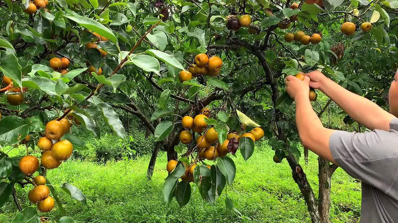 土家小明秋天是果实成熟的季节,嫂子家菜园的梨子要再等两天