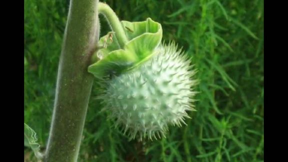 曼陀罗种子功效:平喘止咳,麻醉镇痛,止痉