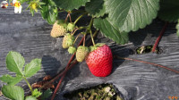 草莓1斤10块钱,你觉得这个价格贵吗?