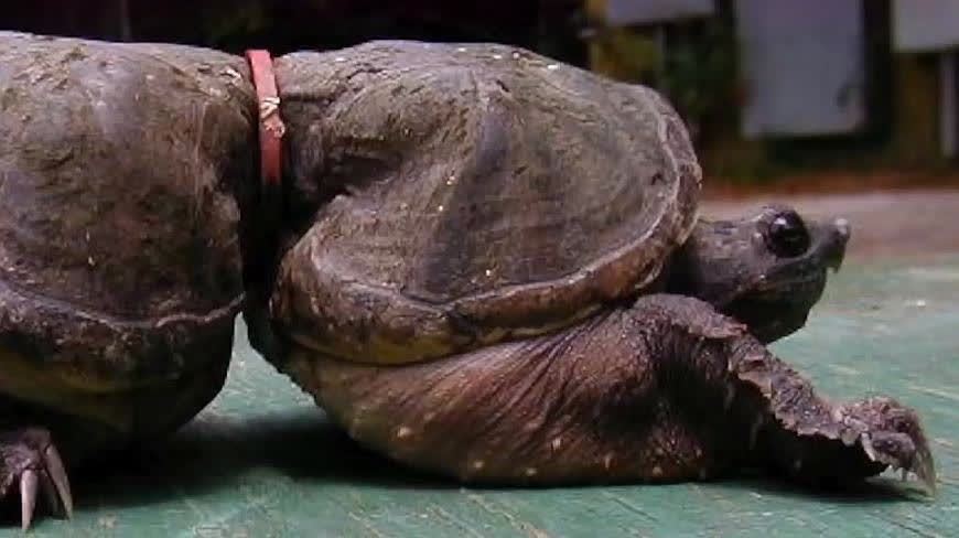 海龟为什么会长成这样?看完很揪心!