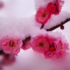 实在是高一红红 