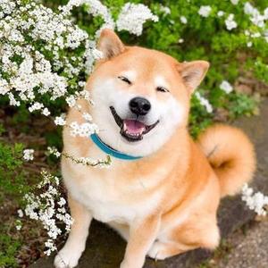 三清符咒门白枫 