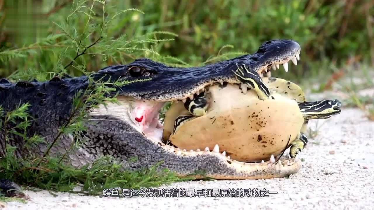 动物世界中的食物链,死亡来临之前!