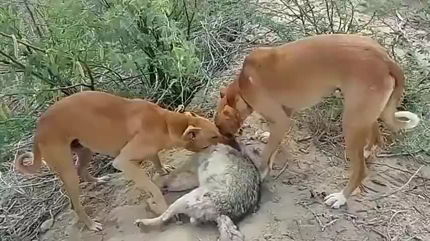 两只土狗围攻独狼,咬住野狼的脖颈撕咬,野狼竟被活活咬死