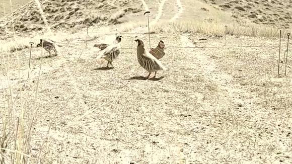 动物界的“美人计”被人们用的很娴熟 农村失传多年的捕猎技巧