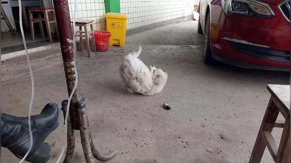 狂犬病发作了!大家看看这只狗还有没得救