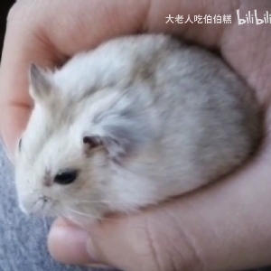 大老人吃伯伯糕 