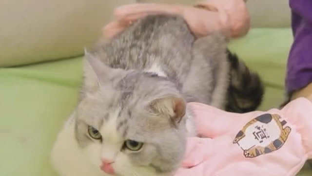 用猫咪掉下来的毛做个玩具,猫咪也能玩出新境界