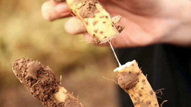 冬天吃山药,功效堪比人参!吃的时候要注意什么?