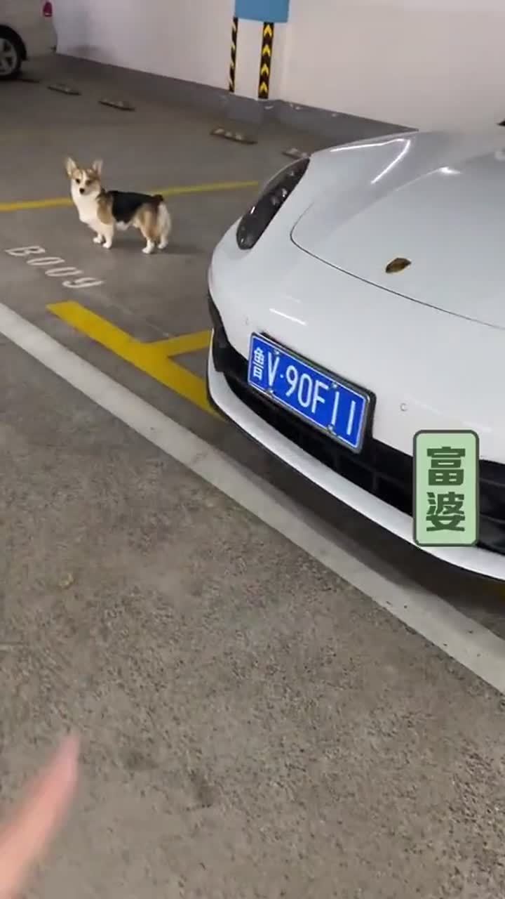 每次都让我给它开保时捷的车门,我倒是想开,可是实力不允许啊