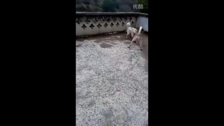 土狗斗狗视频 斗狗斗犬视频