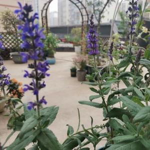 逆风而行的日子 