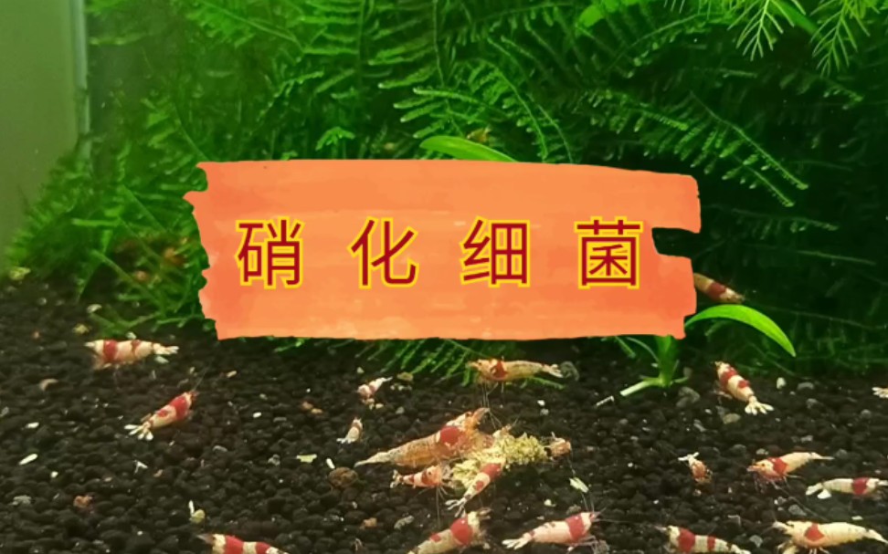 消化细菌?硝化细菌!