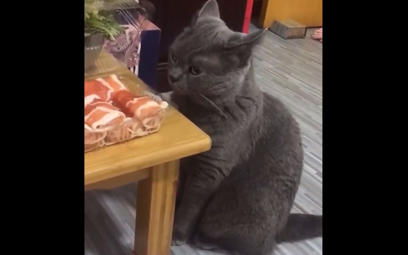 搞笑进行时:我就闻闻,不吃。