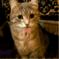 猫time 