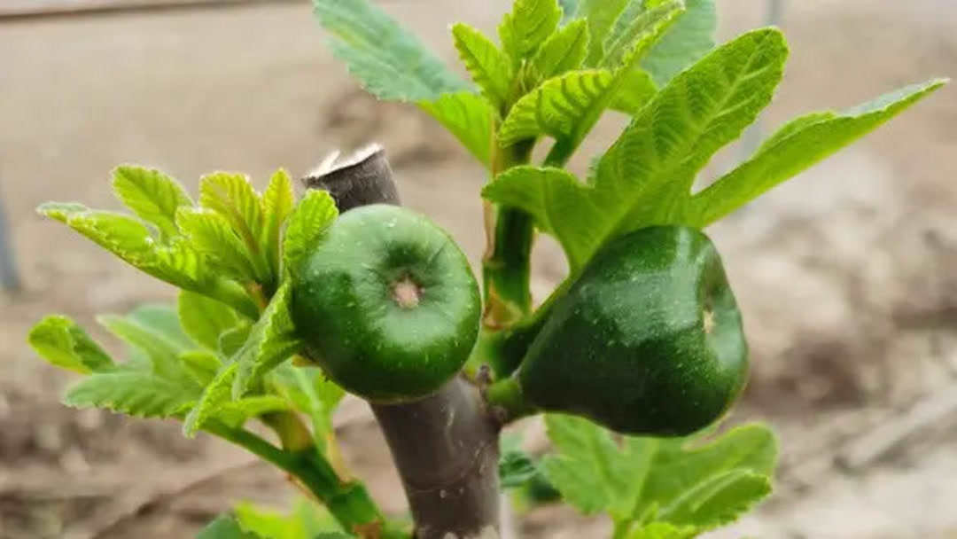 无花果修剪是门技术活,一次可不够?好好收藏吧