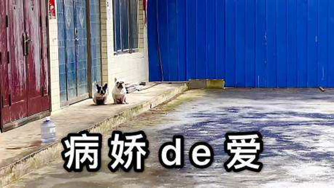 病娇的法斗有多可怕?为了爱居然可以不吃不喝,真正的“狗男女”