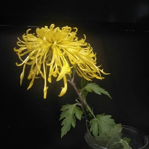 爱上野菊花 