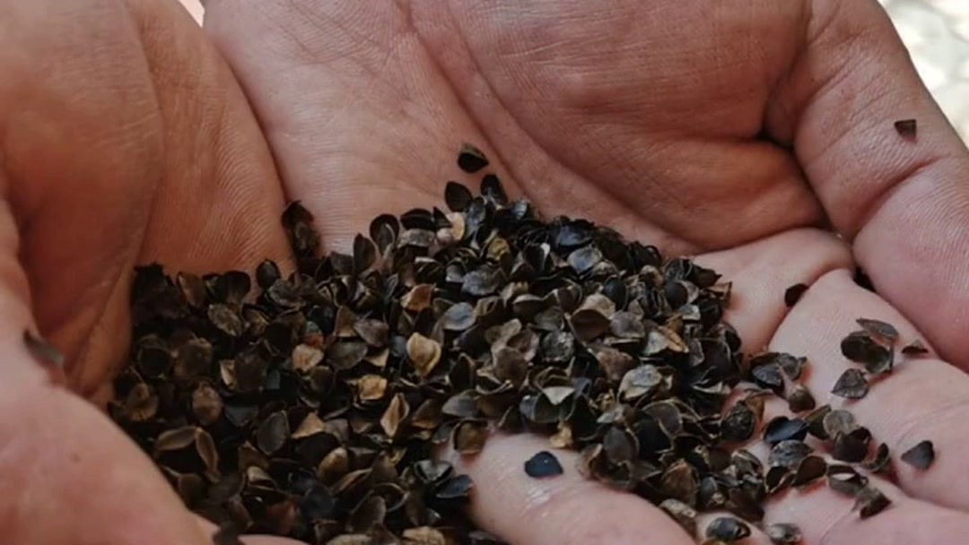 荞麦壳竟有这个作用!